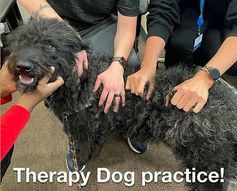 Therapy Dogs - So Help Me Dog, LLC